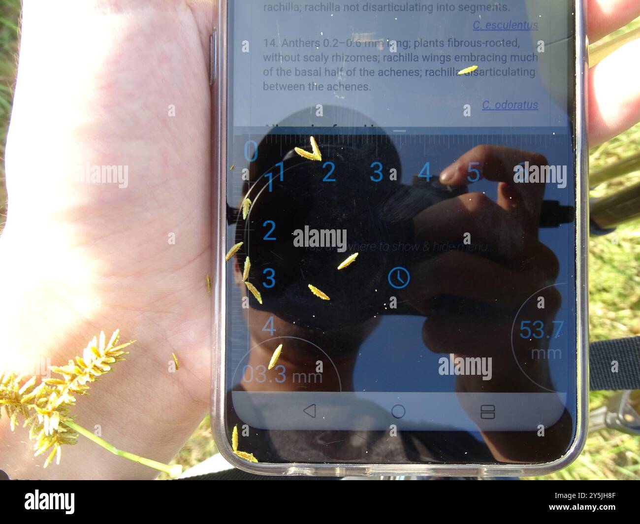 redroot flatsedge (Cyperus erythrorhizos) Plantae Stock Photo - Alamy