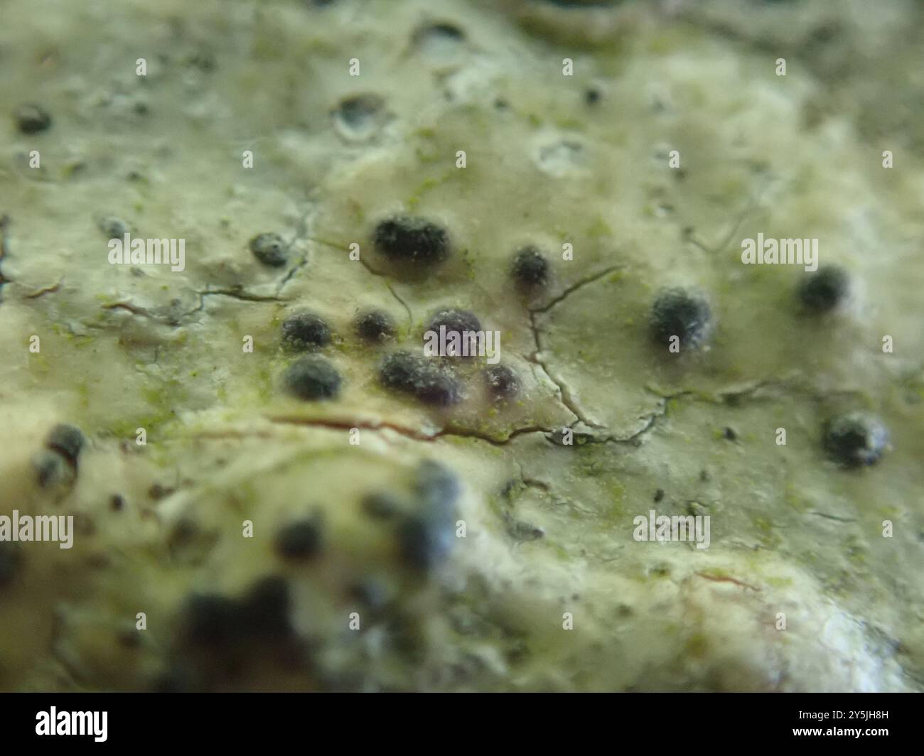 (Pyrenula occidentalis) Fungi Stock Photo - Alamy