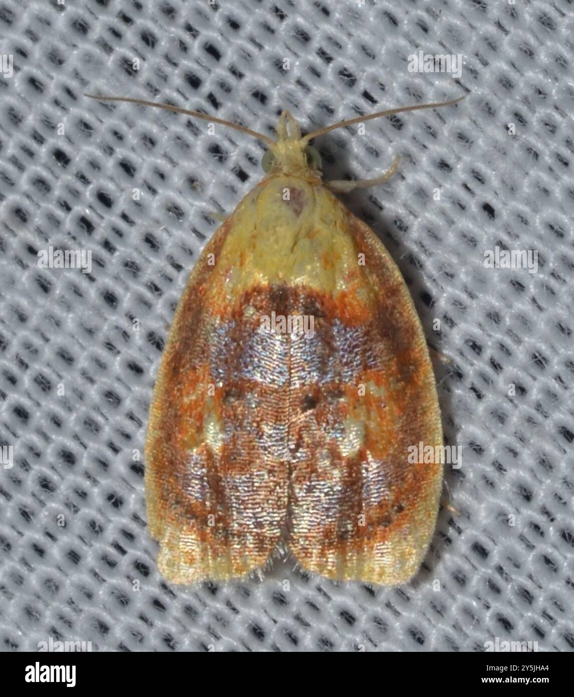Blueberry Leaftier Moth (Acleris curvalana) Insecta Stock Photo - Alamy