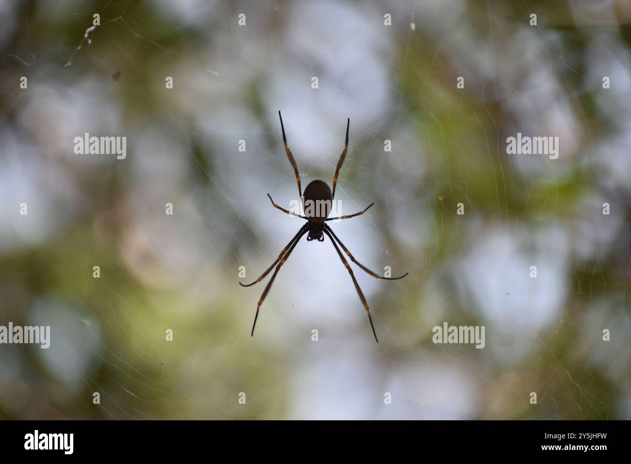 Tiger Spider (Trichonephila plumipes) Arachnida Stock Photo - Alamy