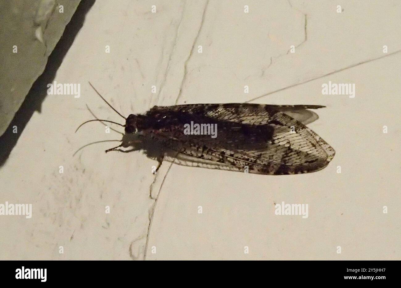 Giant Lacewing (Polystoechotes punctata) Insecta Stock Photo - Alamy