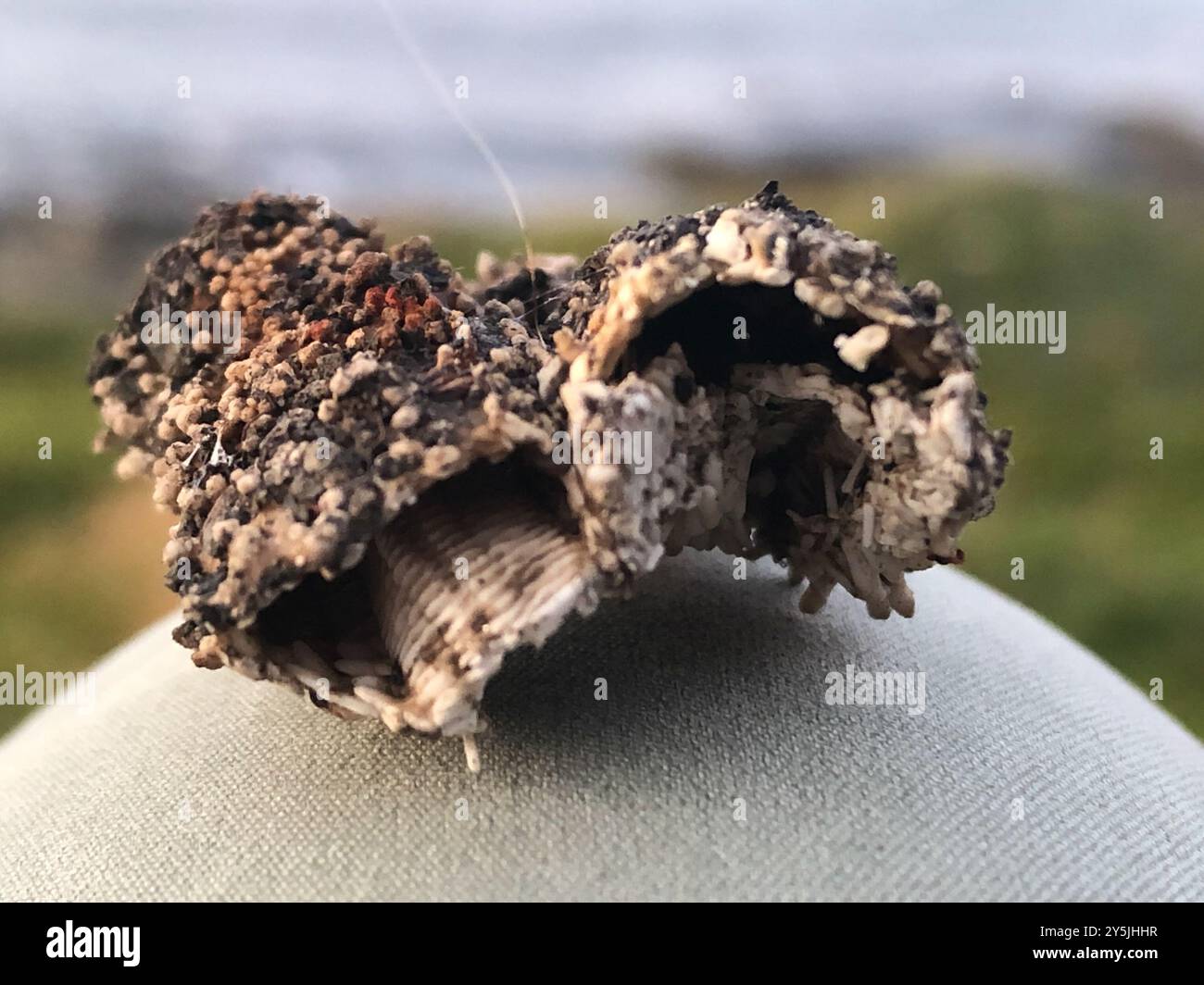 rust fungi (Pucciniales) Fungi Stock Photo - Alamy