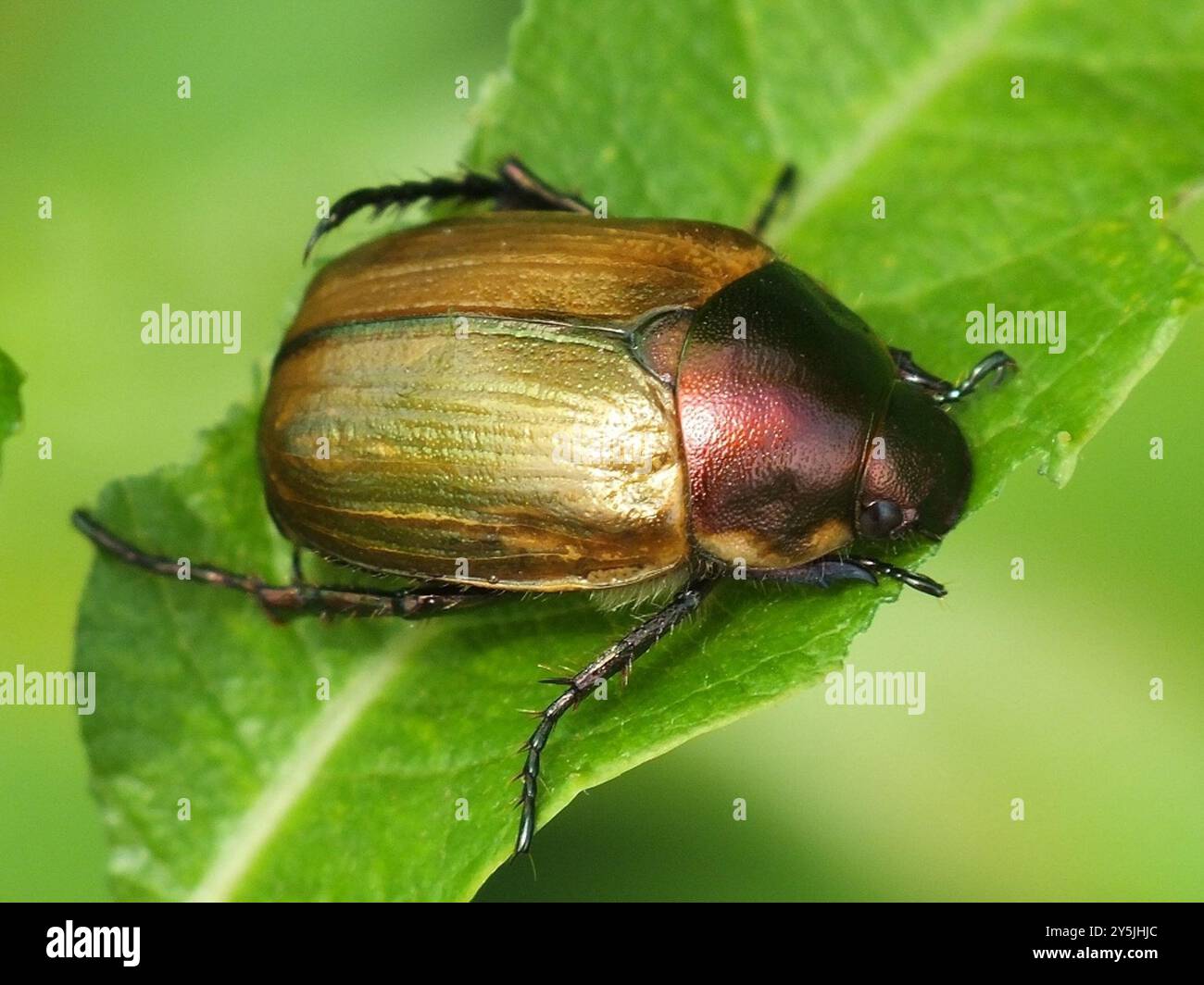 Dune Chafer (Anomala dubia) Insecta Stock Photo - Alamy
