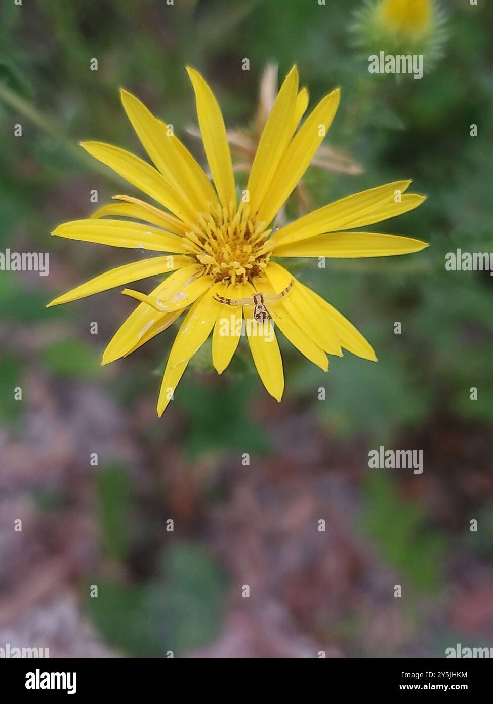 Narrowleaf Gumweed (Grindelia lanceolata) Plantae Stock Photo - Alamy