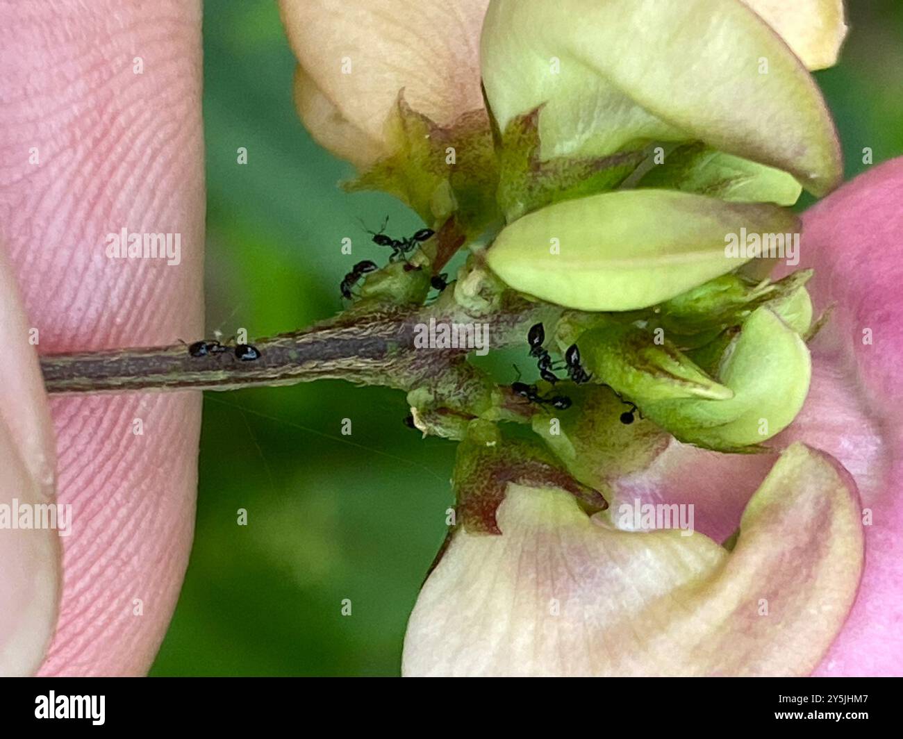 perennial wooly bean (Strophostyles umbellata) Plantae Stock Photo - Alamy