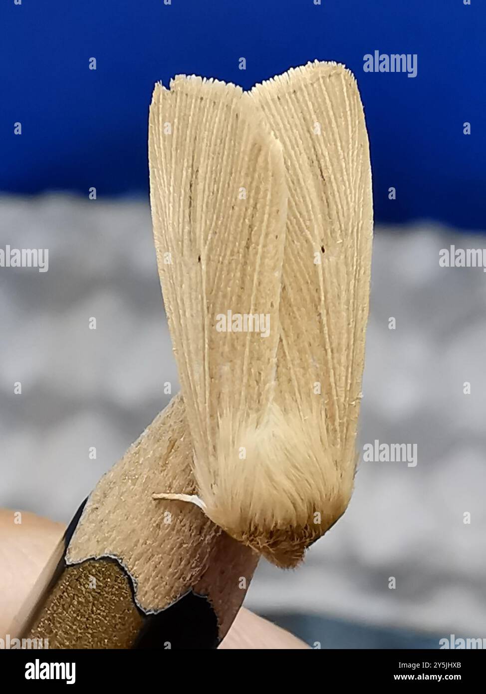 Common Wainscot (Mythimna pallens) Insecta Stock Photo - Alamy