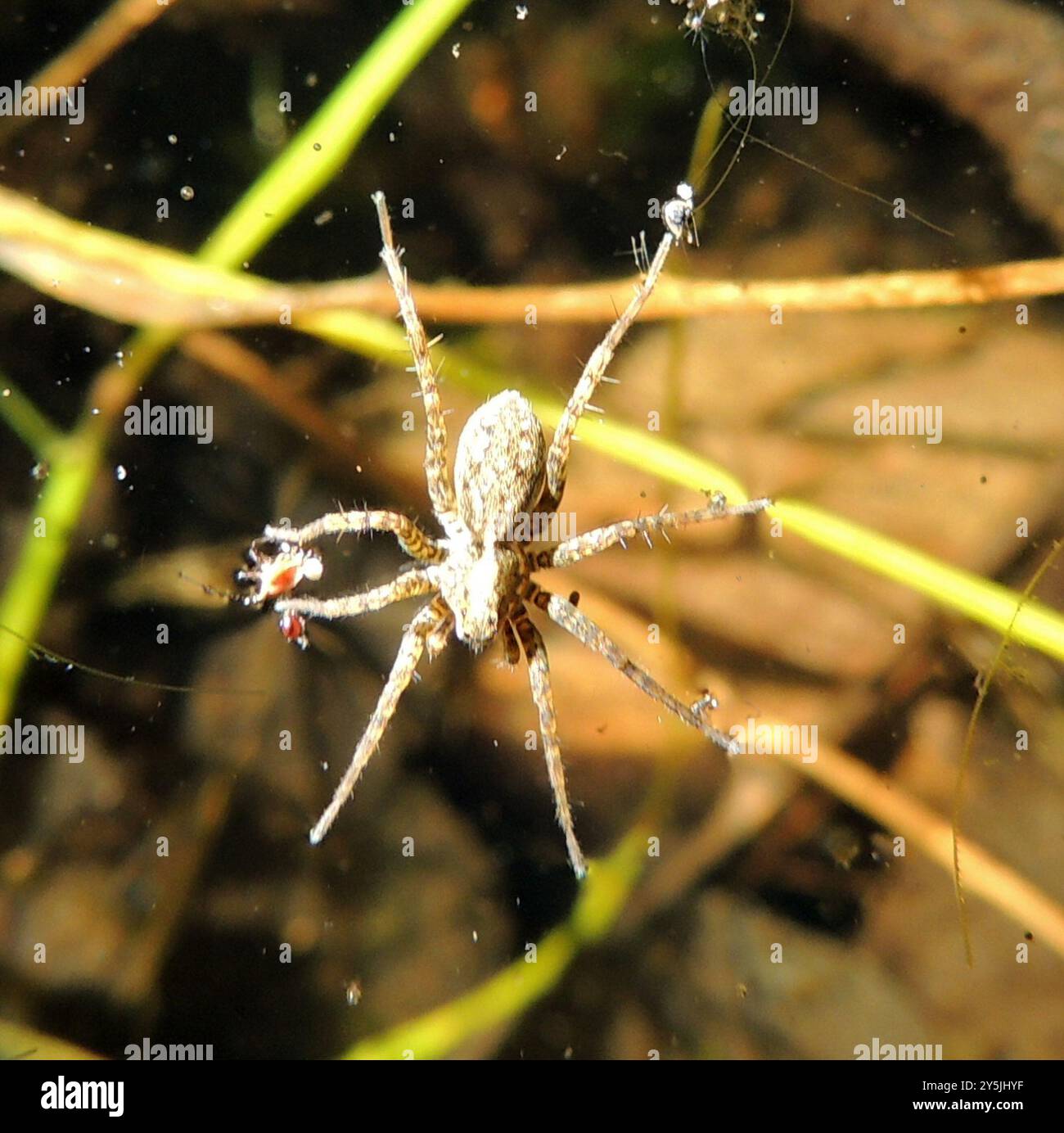 Thin-legged Wolf Spiders (Pardosa) Arachnida Stock Photo - Alamy