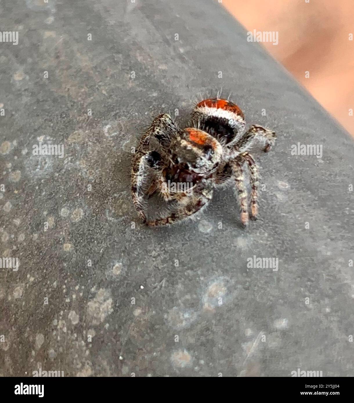 Phidippus carneus hi-res stock photography and images - Alamy