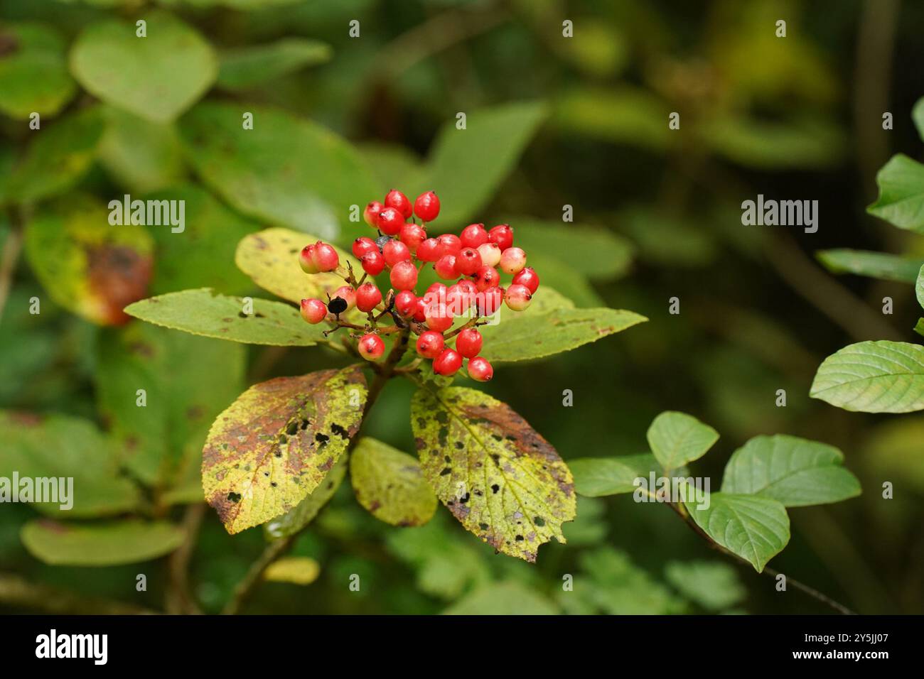 Wayfaring-tree (Viburnum lantana) Plantae Stock Photo - Alamy