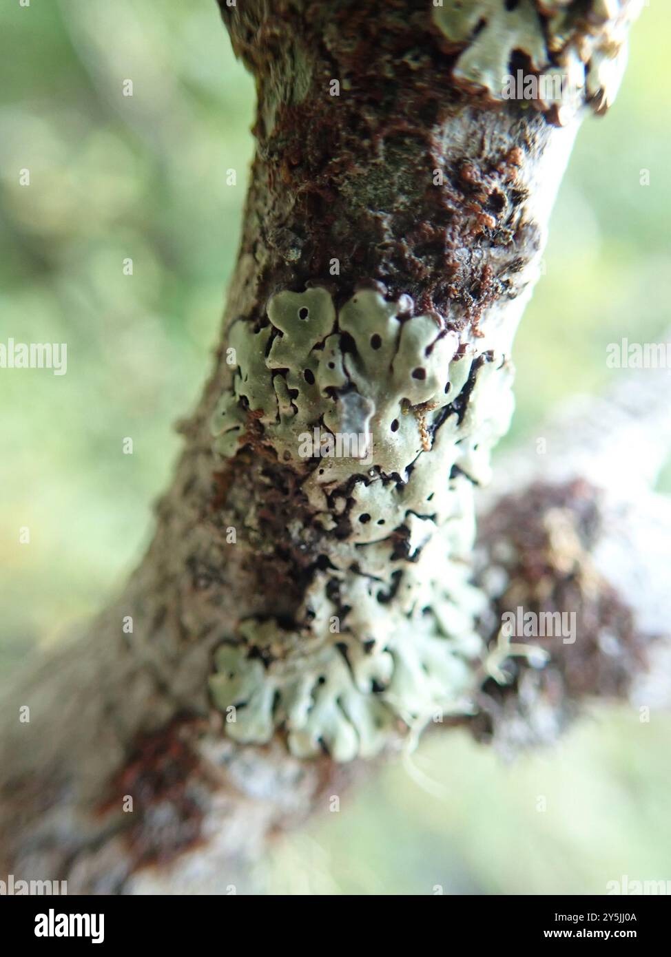 Tree Flute Lichen (Menegazzia subsimilis) Fungi Stock Photo - Alamy