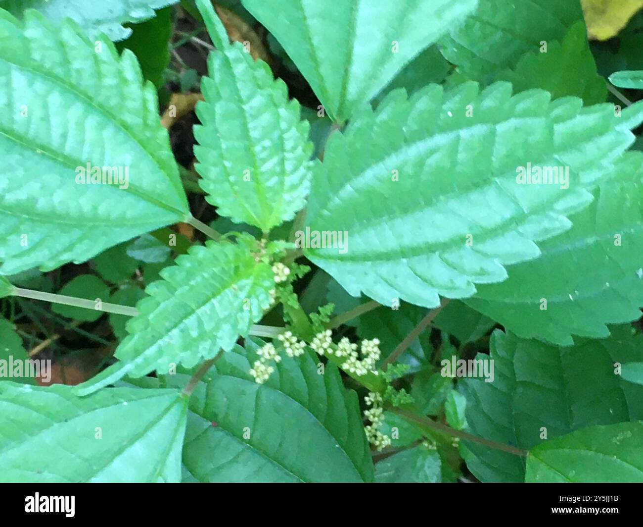 Canada clearweed (Pilea pumila) Plantae Stock Photo - Alamy