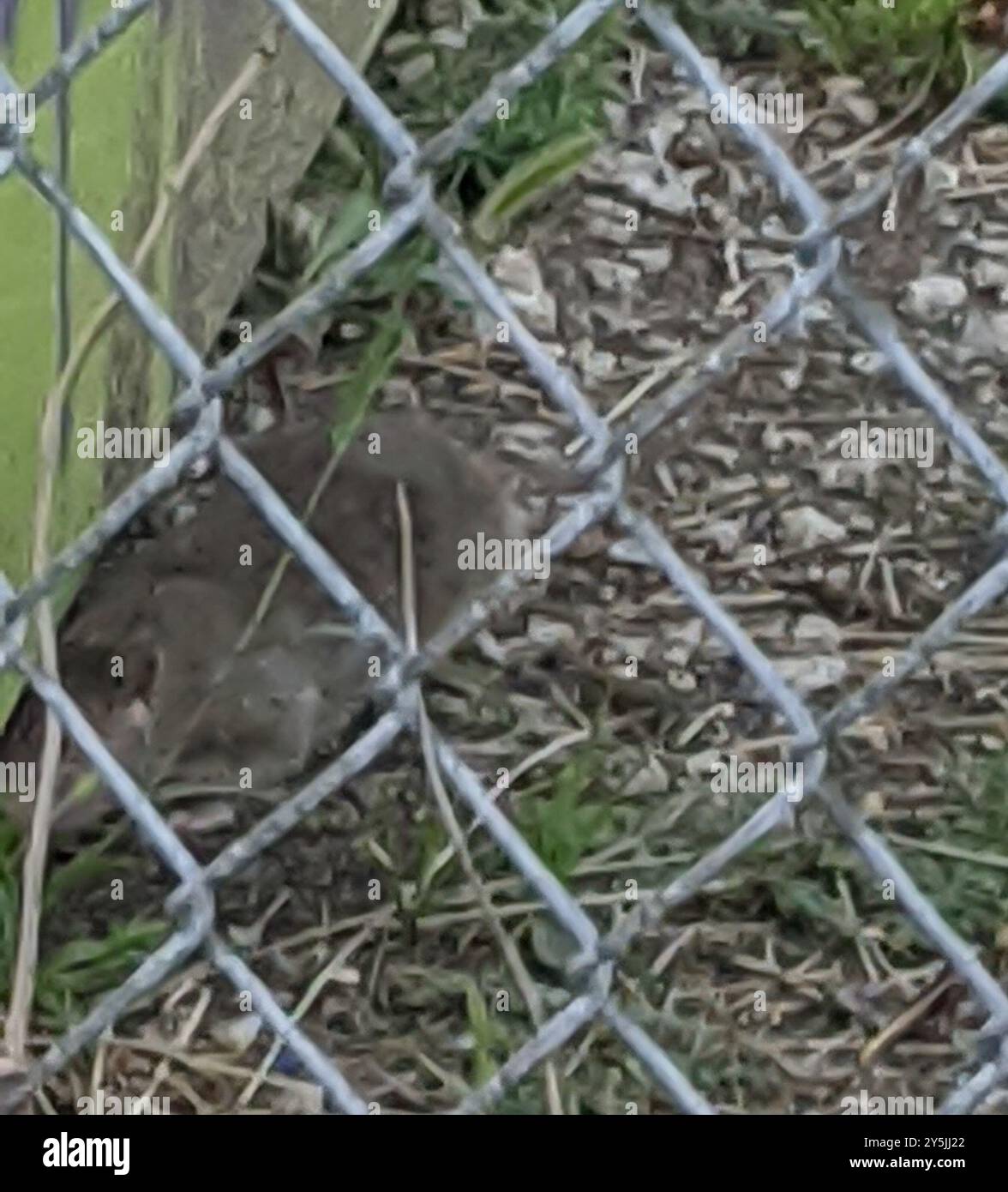 Brown Rat (Rattus norvegicus) Mammalia Stock Photo - Alamy