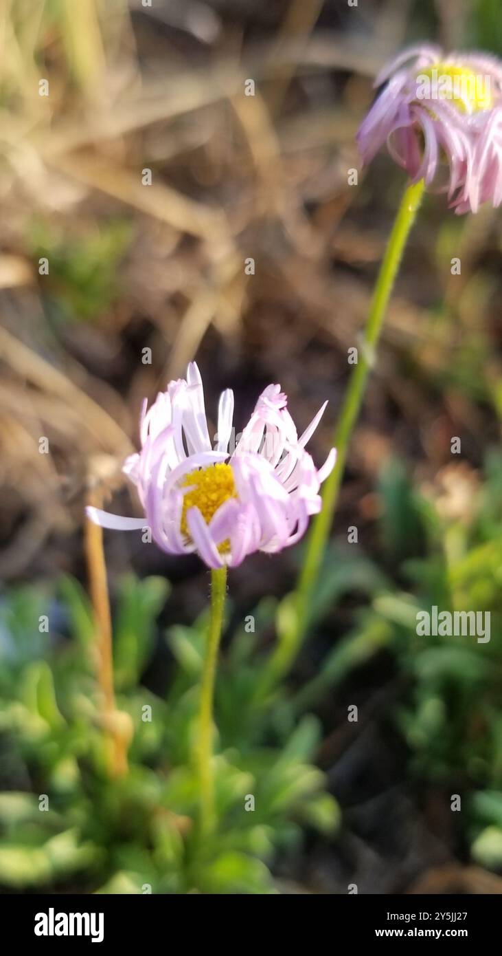 Subalpine Fleabane (Erigeron glacialis) Plantae Stock Photo - Alamy