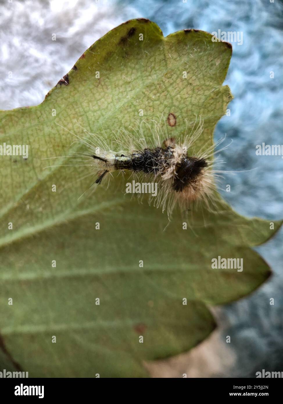 Powdered Dagger (Acronicta impleta) Insecta Stock Photo - Alamy