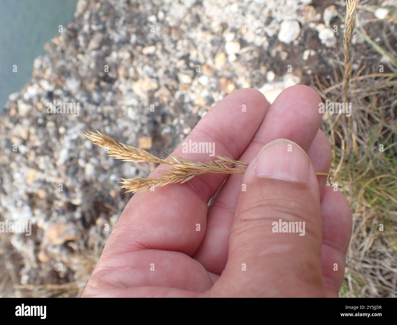 red fescue (Festuca rubra) Plantae Stock Photo - Alamy
