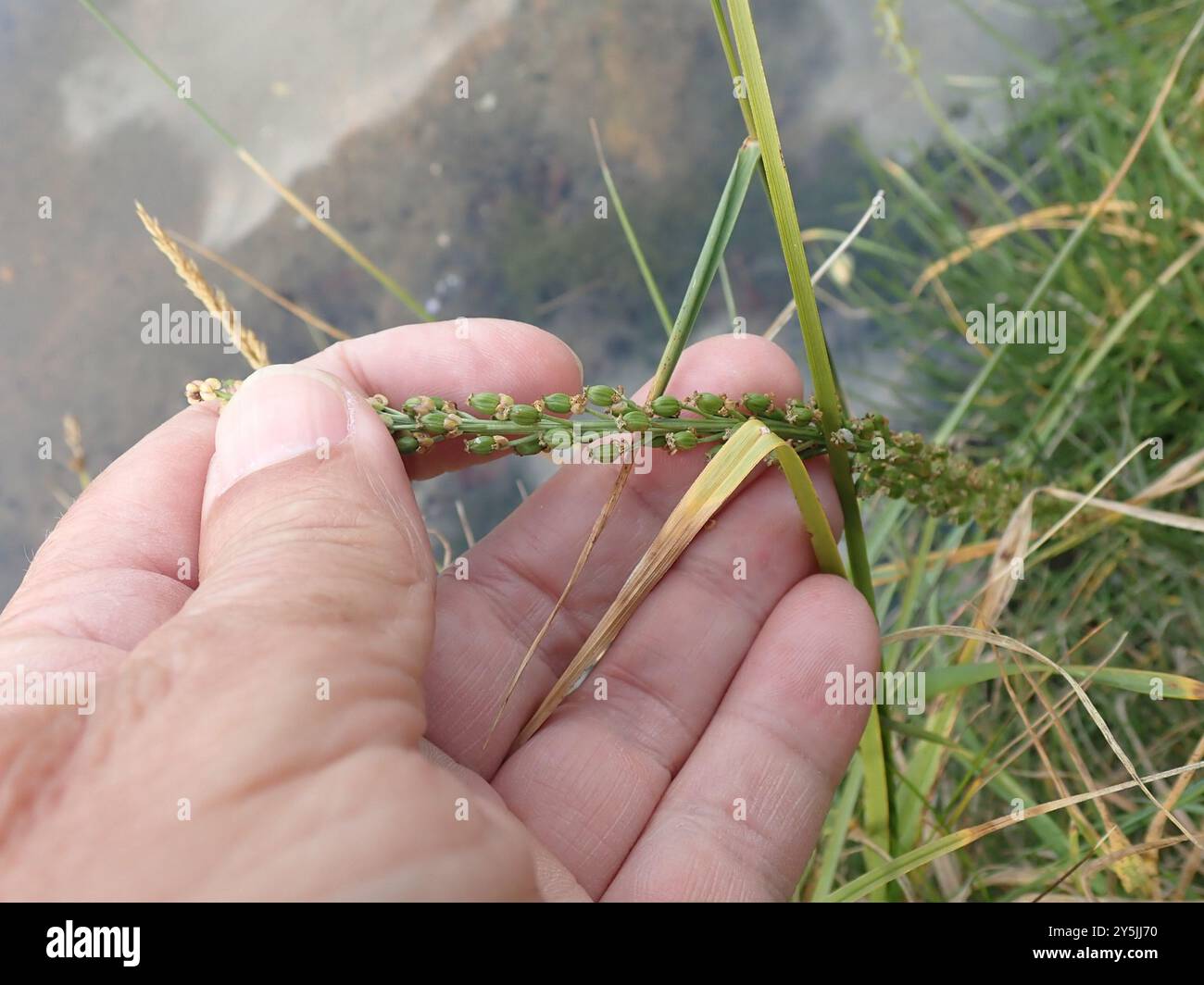 common arrowgrass (Triglochin maritima) Plantae Stock Photo - Alamy