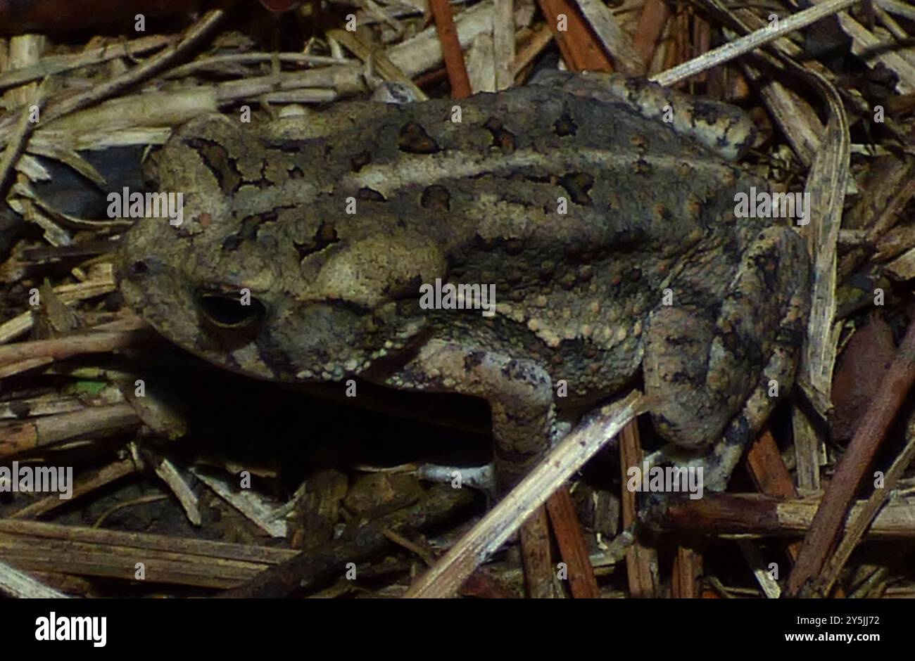 Fowler's Toad (Anaxyrus fowleri) Amphibia Stock Photo - Alamy