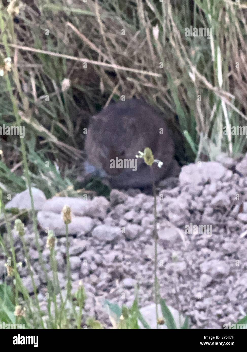 Voles, Lemmings, and Muskrats (Arvicolinae) Mammalia Stock Photo - Alamy