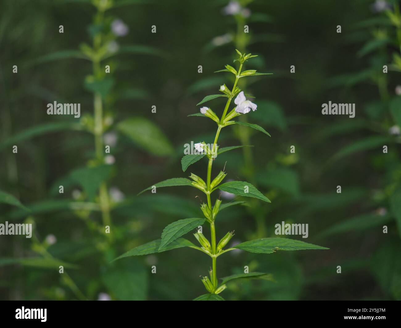 sharpwing monkeyflower (Mimulus alatus) Plantae Stock Photo - Alamy