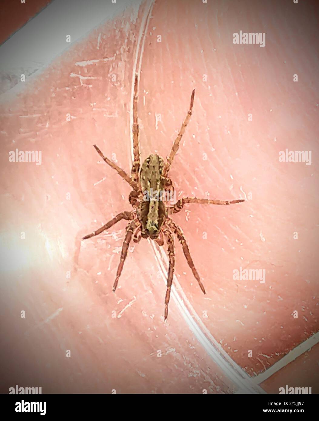 Fox Spiders (Alopecosa) Arachnida Stock Photo - Alamy