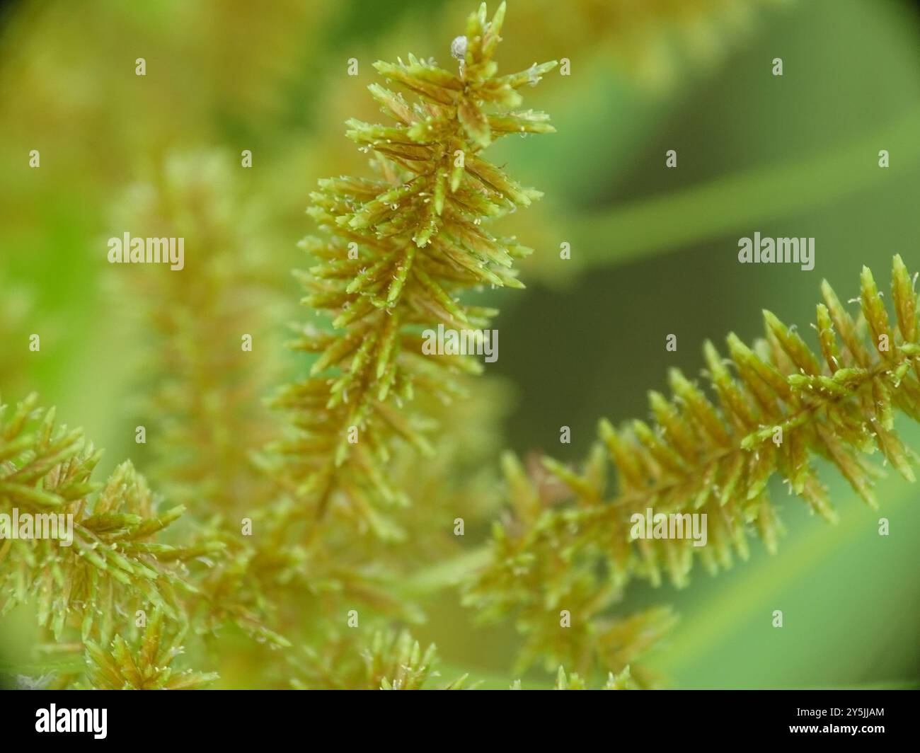 redroot flatsedge (Cyperus erythrorhizos) Plantae Stock Photo - Alamy