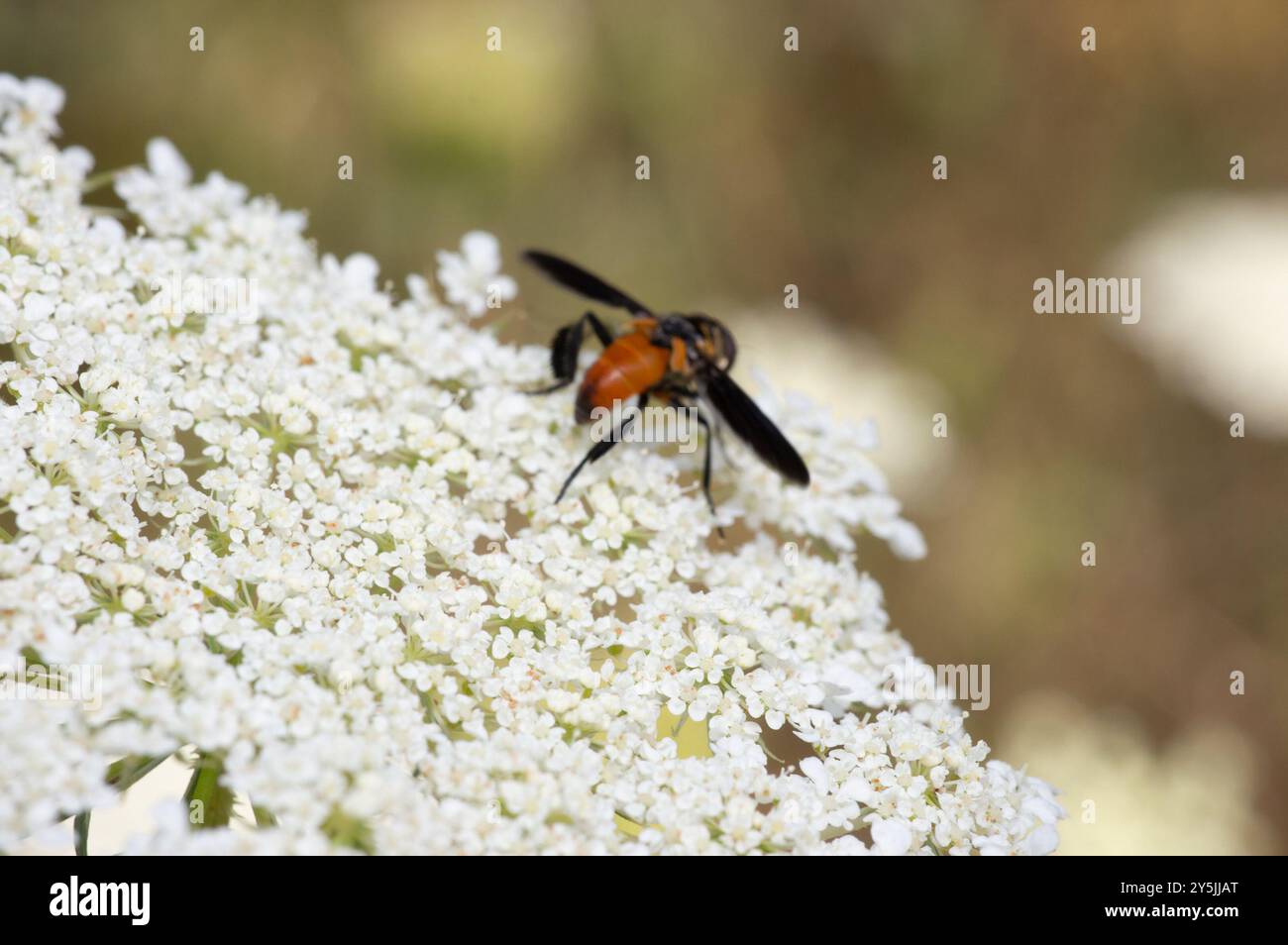 Swift Feather-legged Fly (Trichopoda pennipes) Insecta Stock Photo - Alamy