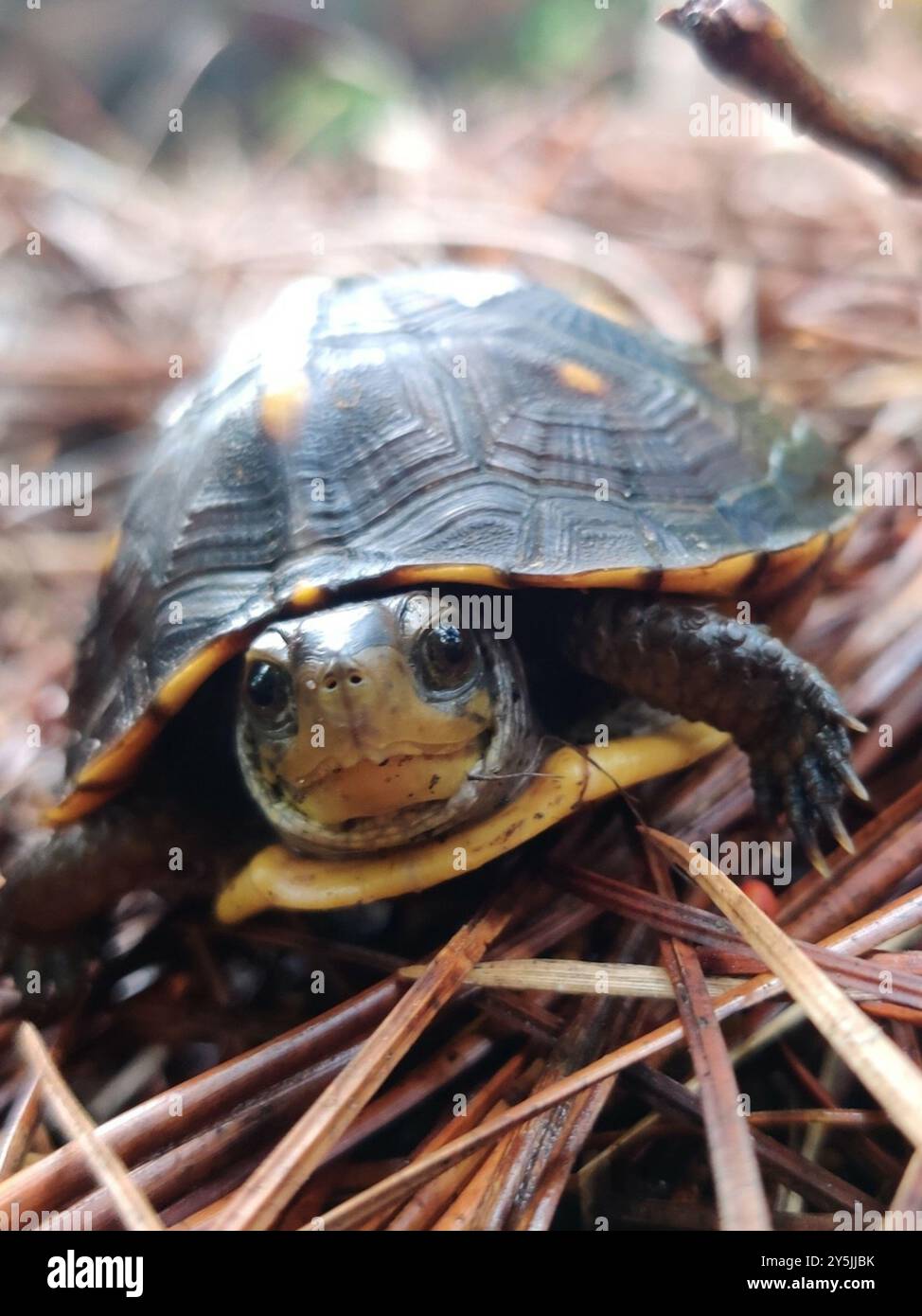 Gulf coast box turtle terrapene carolina major hi-res stock photography ...