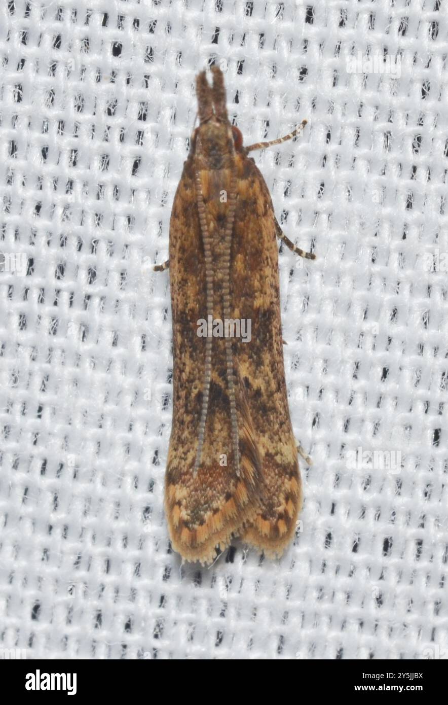 Palmerworm Moth (Dichomeris ligulella) Insecta Stock Photo - Alamy