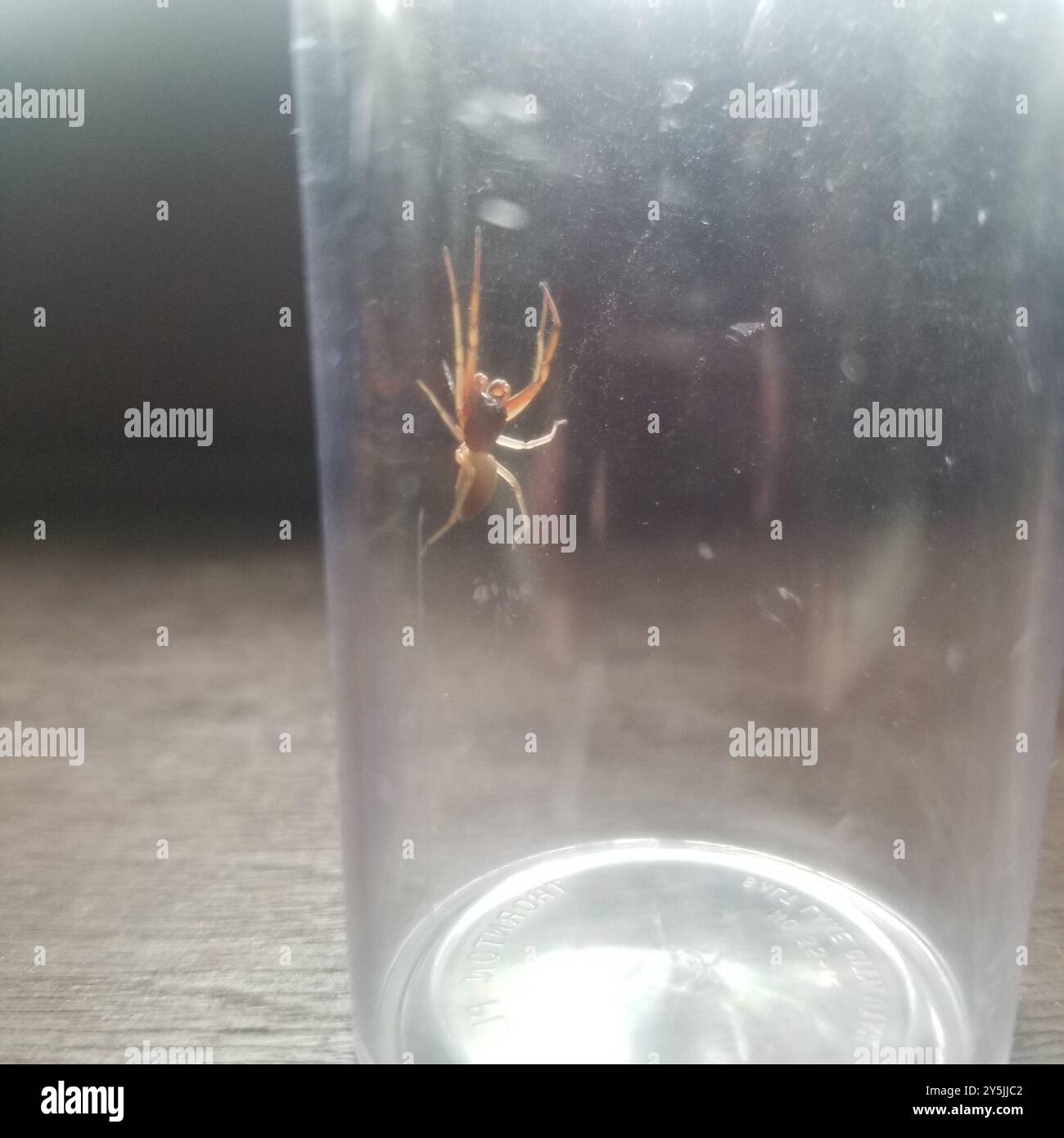 Broad-faced Sac Spider (Trachelas tranquillus) Arachnida Stock Photo ...