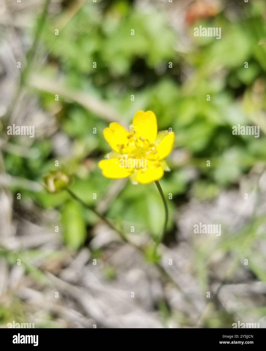 Western Buttercup (Ranunculus occidentalis) Plantae Stock Photo - Alamy