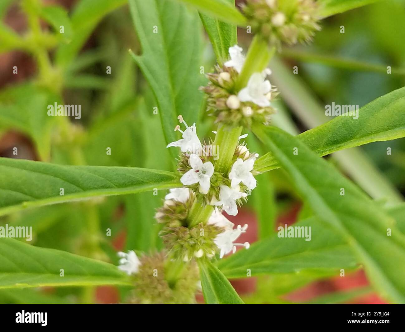 American bugleweed (Lycopus americanus) Plantae Stock Photo - Alamy