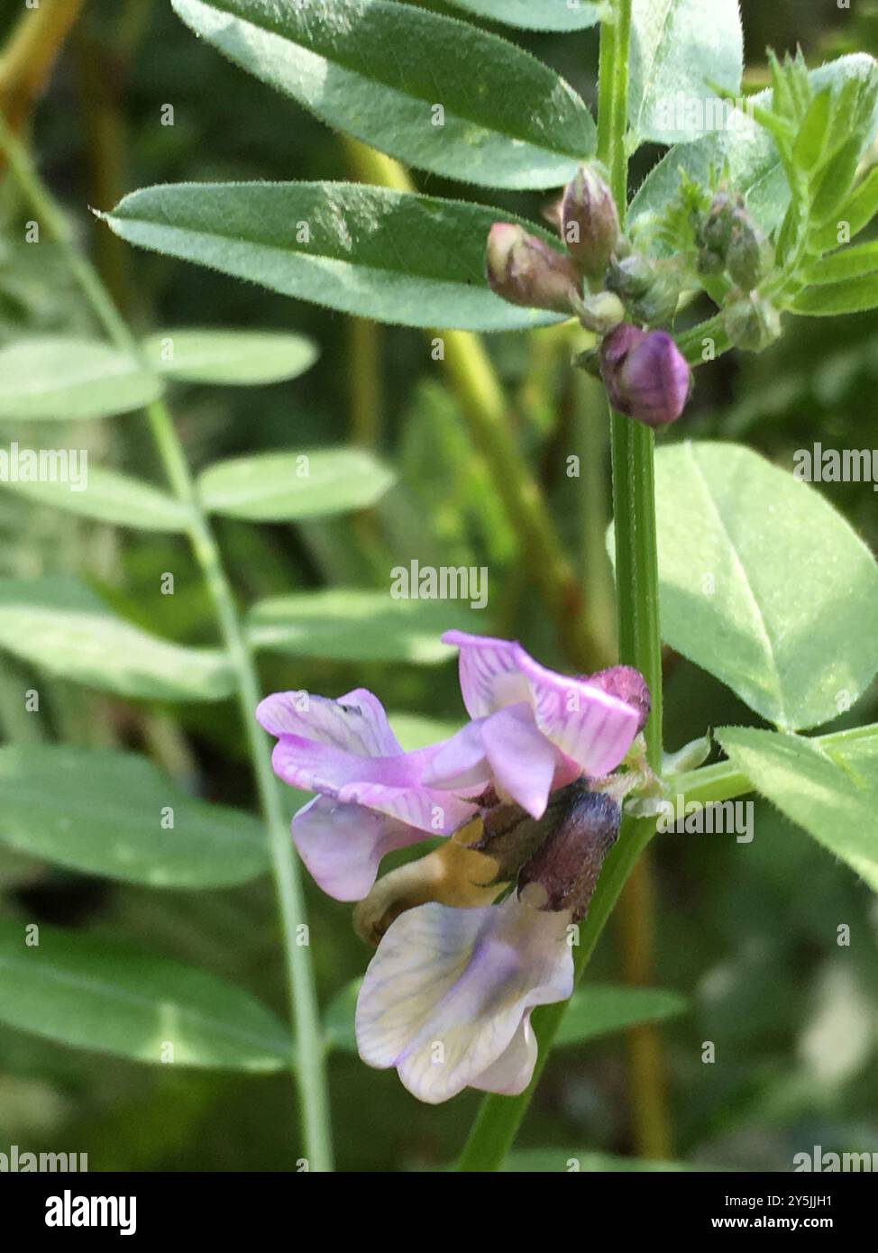 Bush Vetch (Vicia sepium) Plantae Stock Photo - Alamy