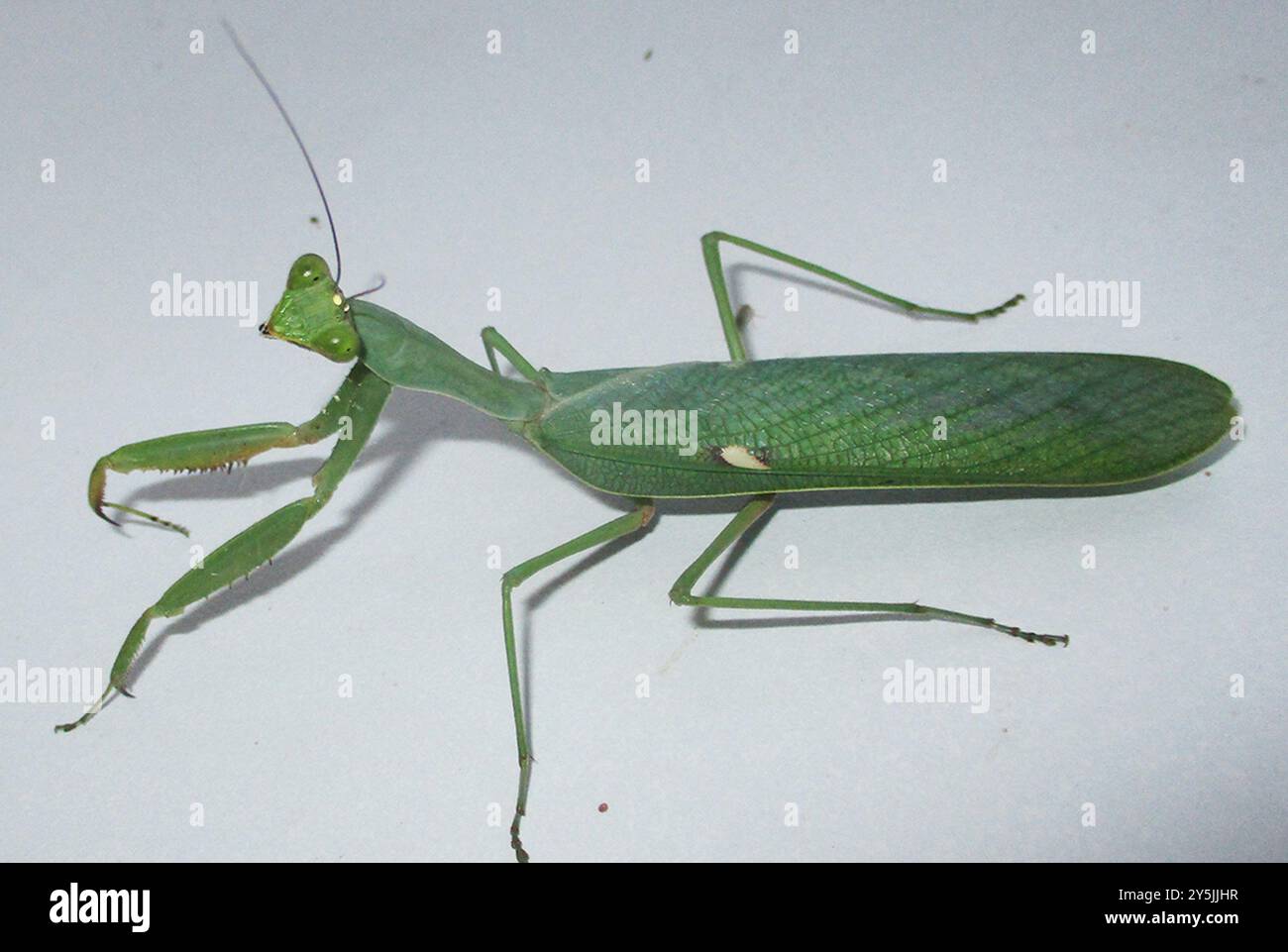 Large Green Praying Mantises (Sphodromantis) Insecta Stock Photo - Alamy