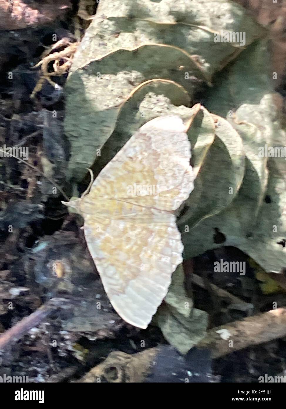 Yellow Shell Moth (Camptogramma bilineata) Insecta Stock Photo - Alamy