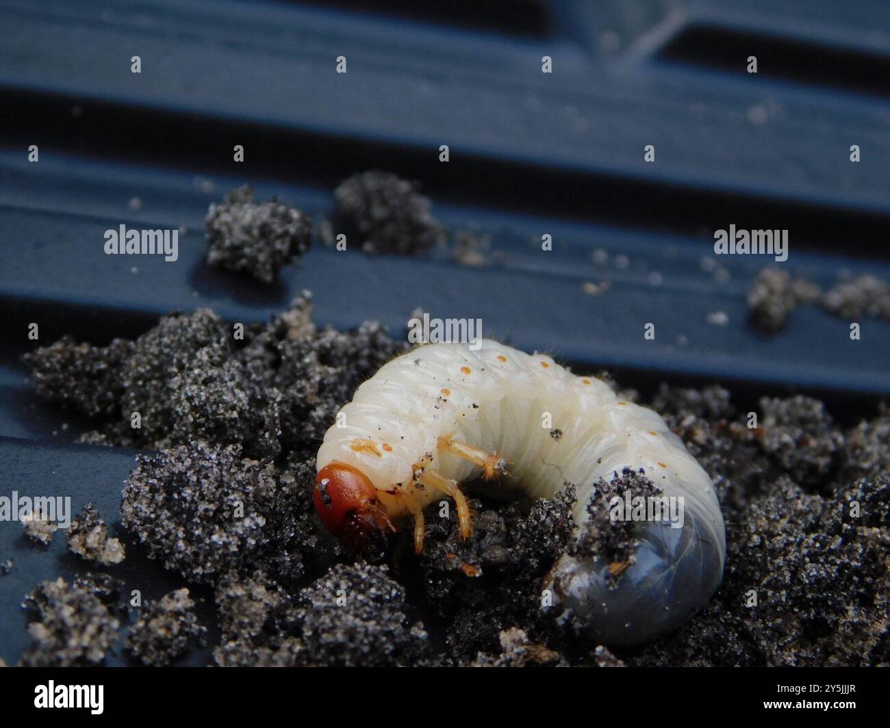 Scarabaeiform Beetles (Scarabaeiformia) Insecta Stock Photo - Alamy