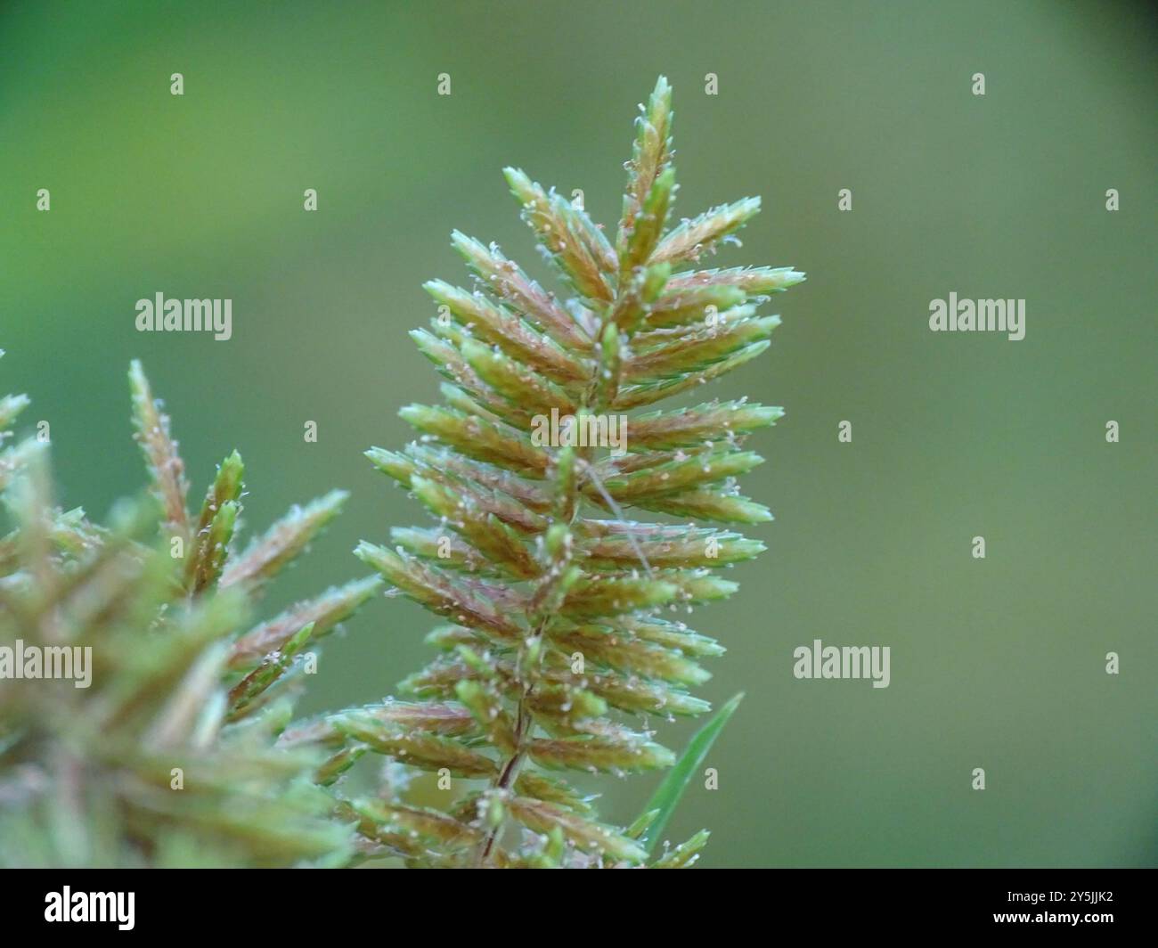 redroot flatsedge (Cyperus erythrorhizos) Plantae Stock Photo - Alamy