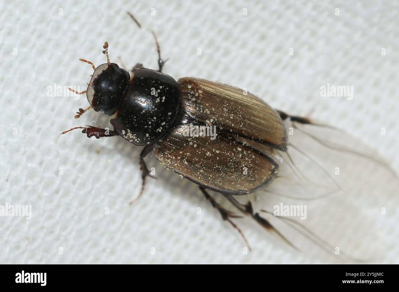 Small Dung Beetles (Aphodiinae) Insecta Stock Photo - Alamy