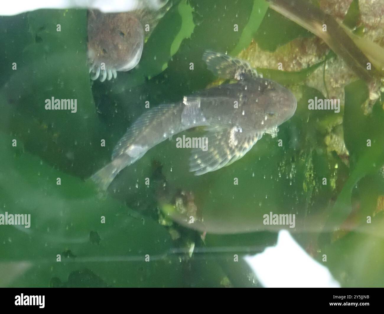 Mosshead Sculpin (Clinocottus globiceps) Actinopterygii Stock Photo - Alamy