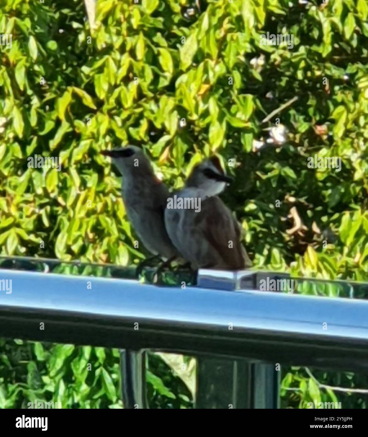 Yellow-vented Bulbul (Pycnonotus goiavier) Aves Stock Photo - Alamy