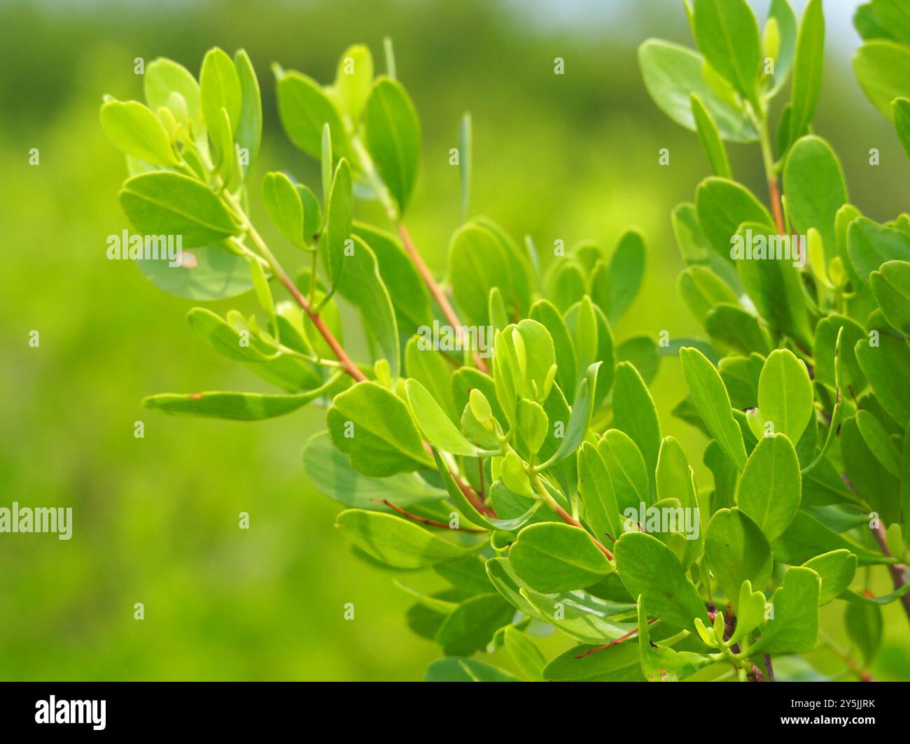 White-flowered black mangrove (Lumnitzera racemosa) Plantae Stock Photo ...
