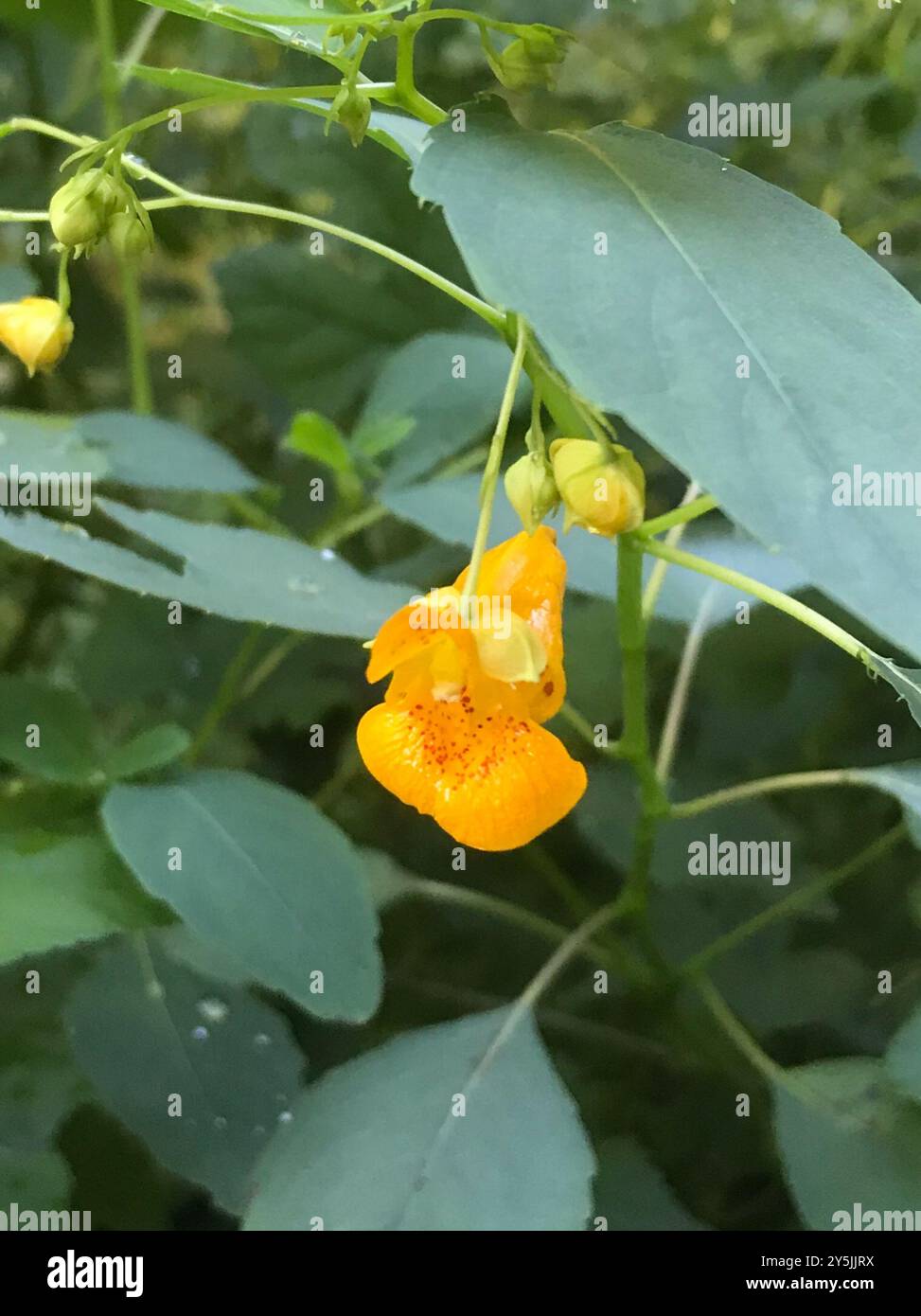 common jewelweed (Impatiens capensis) Plantae Stock Photo - Alamy