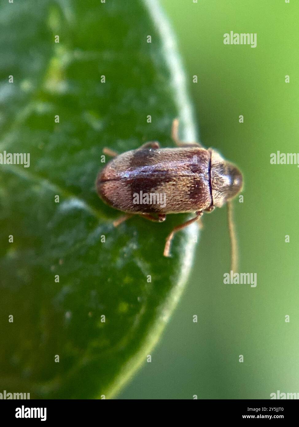 Ochina ptinoides hi-res stock photography and images - Alamy