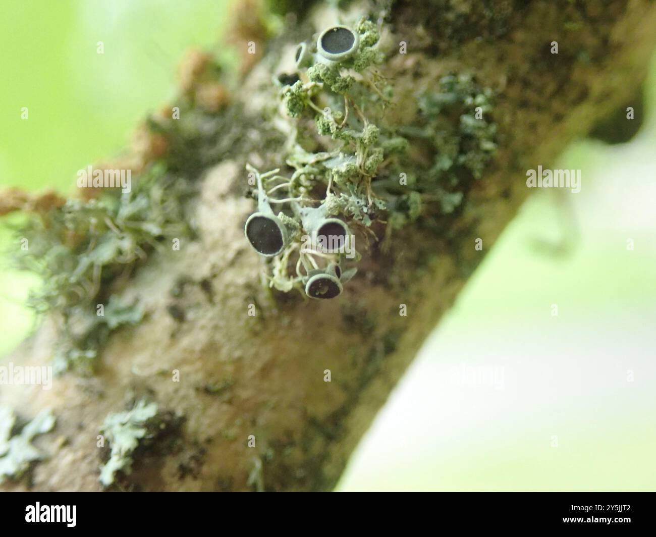 Fringed Rosette Lichen (Physcia tenella) Fungi Stock Photo - Alamy