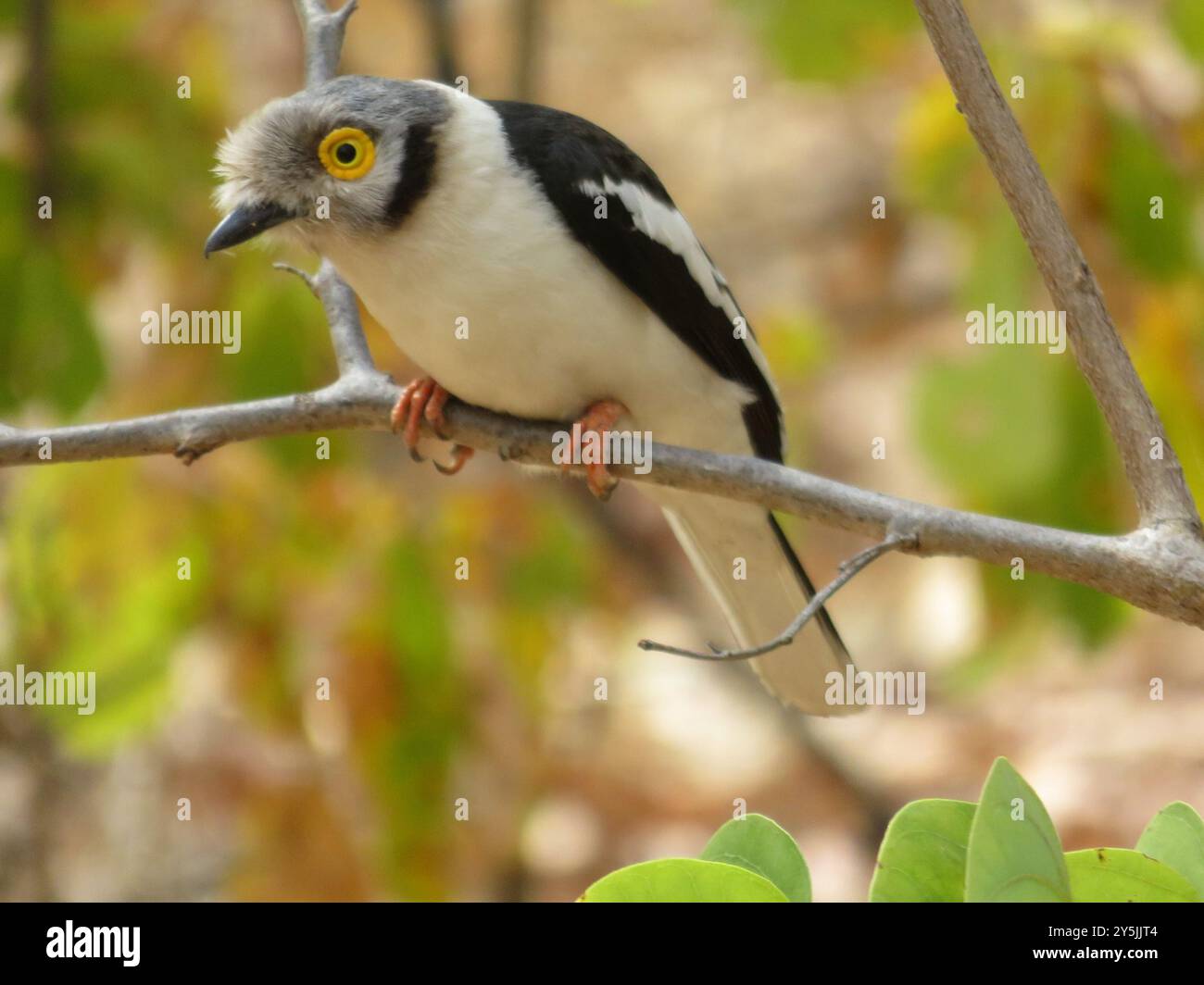White-crested Helmetshrike (Prionops plumatus) Aves Stock Photo - Alamy