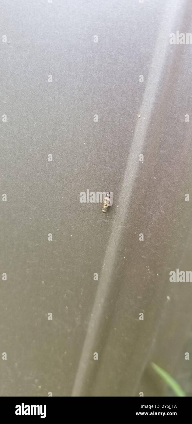 Banded-wing Flies (Chaetopsis) Insecta Stock Photo - Alamy