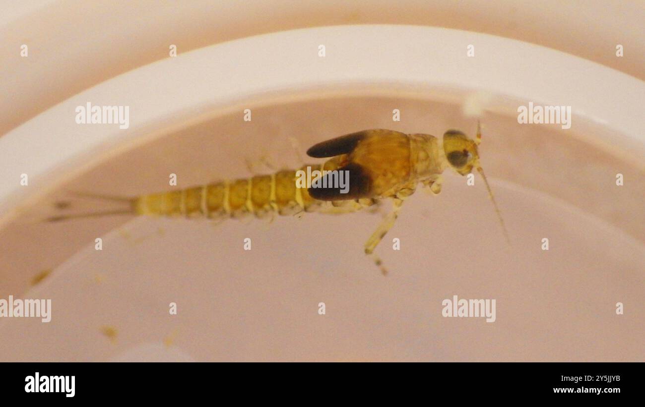 Small Mayflies (Baetidae) Insecta Stock Photo - Alamy