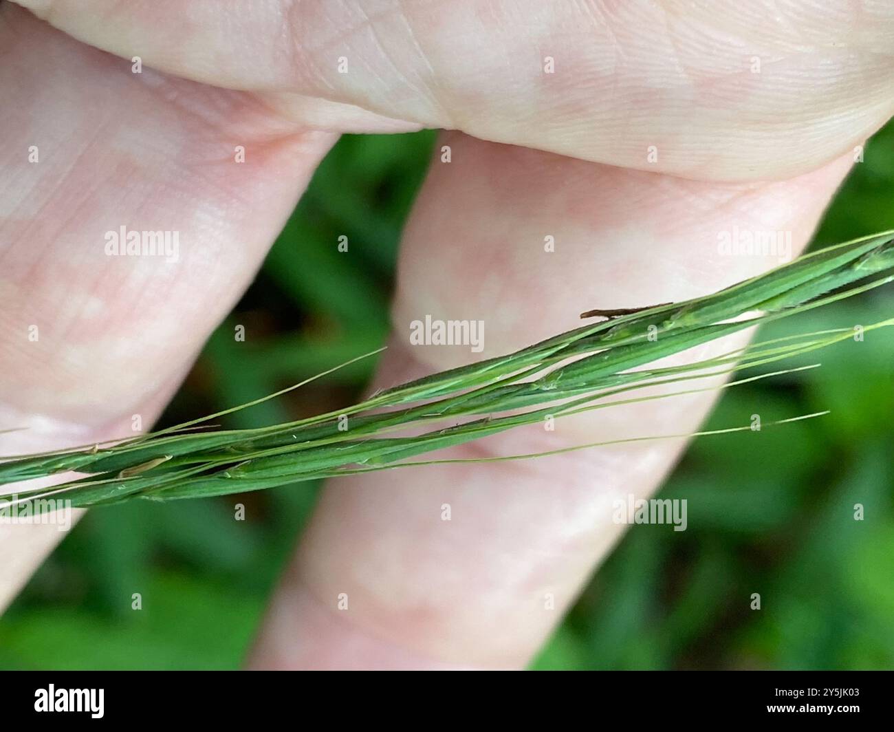 Long-awned Wood Grass (Brachyelytrum erectum) Plantae Stock Photo - Alamy