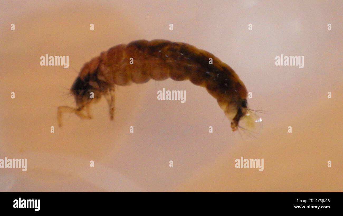 Little Black Caddisflies (Glossosomatidae) Insecta Stock Photo - Alamy