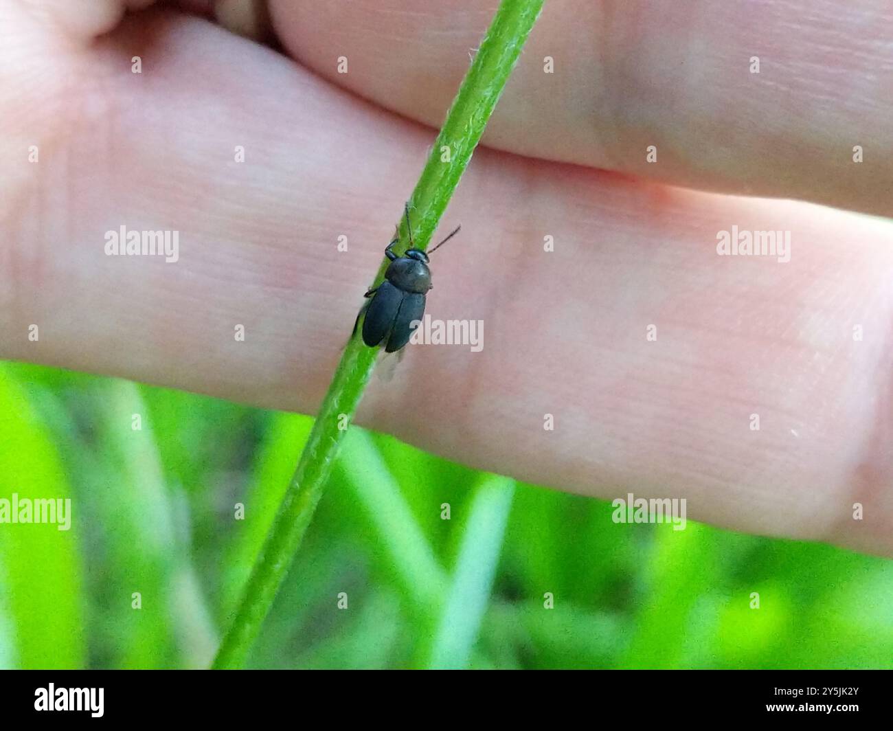Round Fungus Beetles (Leiodidae) Insecta Stock Photo - Alamy