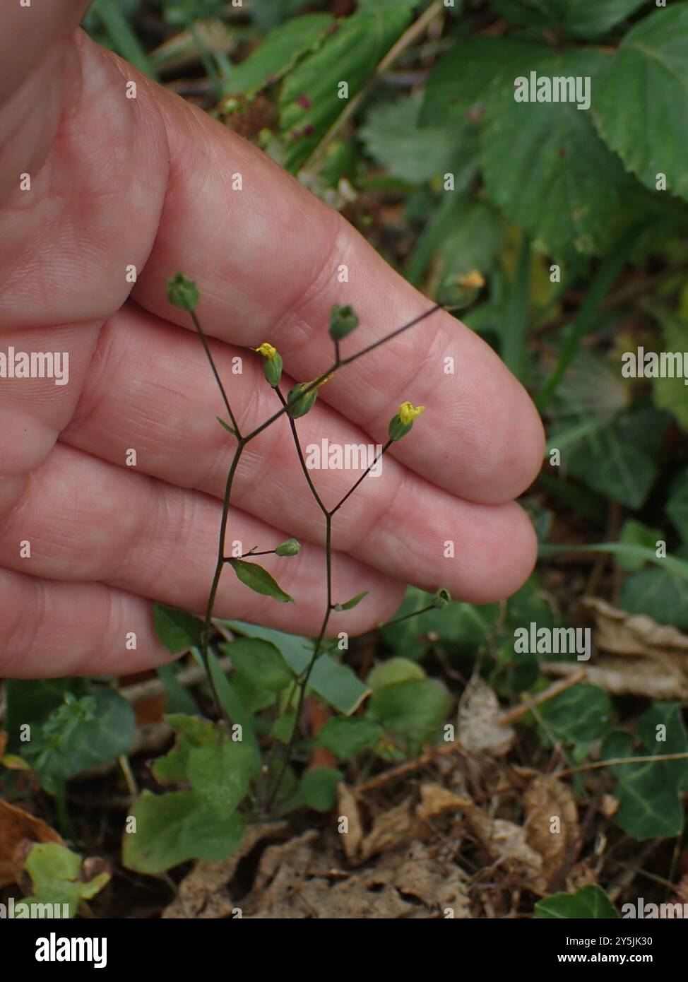 nipplewort (Lapsana communis) Plantae Stock Photo - Alamy